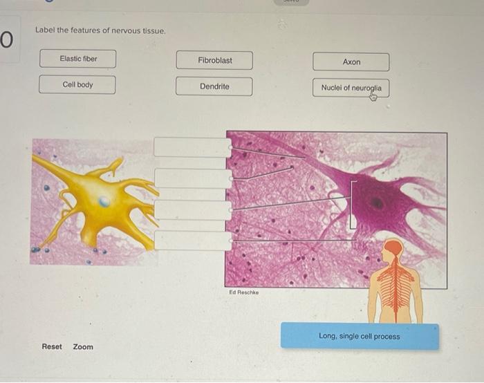 Solved Label the features of nervous tissue. | Chegg.com