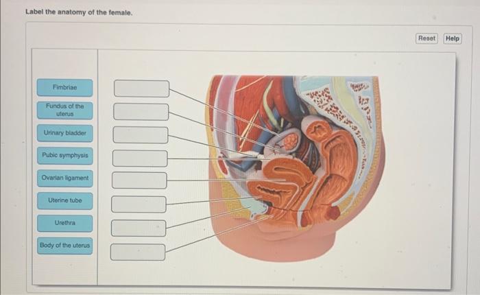 Solved Label the anatomy of the ovary. 26 Incorrect; Try | Chegg.com