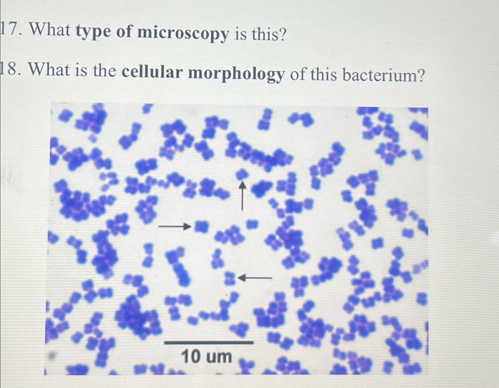 Solved What type of microscopy is this? | Chegg.com