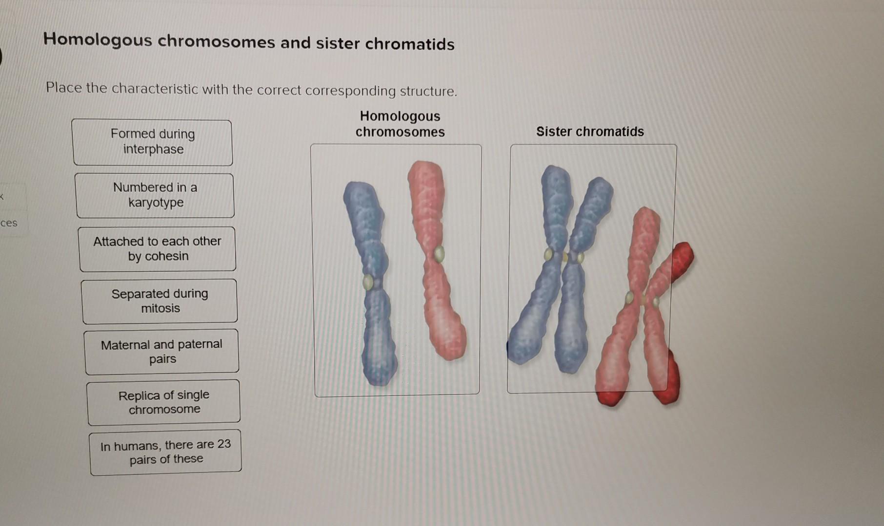 Solved Homologous chromosomes and sister chromatids Place | Chegg.com