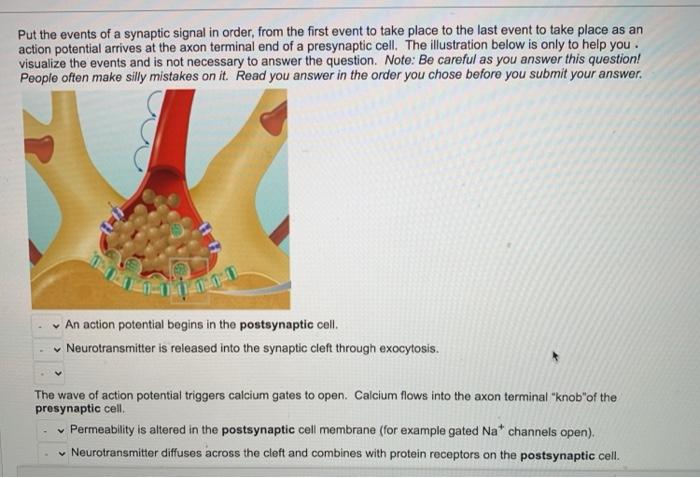 Solved Put the events of a synaptic signal in order, from | Chegg.com