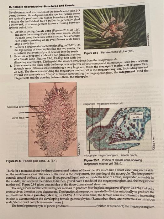 Solved The female gametophyte of pine is produced ________ | Chegg.com