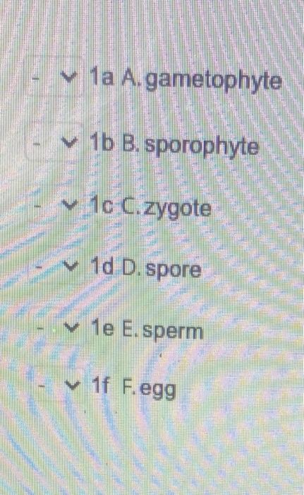 Solved Focus on the names of stages shown here. (1a - 1f). | Chegg.com