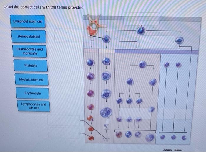 Solved Label the correct cells with the terms provided | Chegg.com