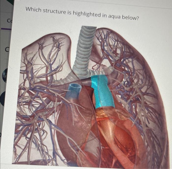 Solved Which structure is highlighted in aqua below? | Chegg.com
