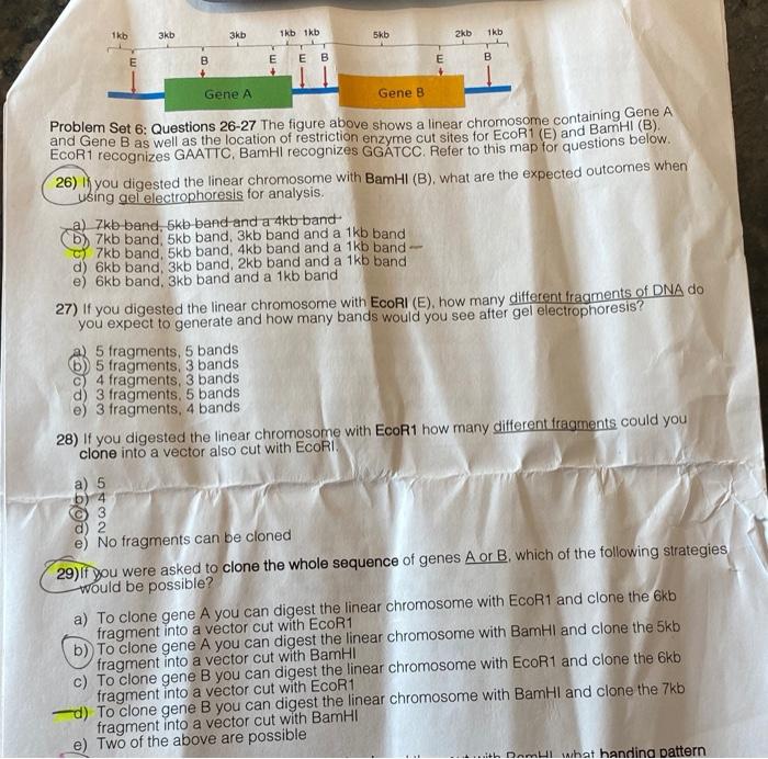 Solved 1 kb 3kb 3kb 5kb 2kb 1kb 1 kb LL E E B + 1 kb L B E B | Chegg.com