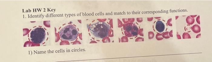 Solved Lab Section: Lab HW 2 Key 1. Identify different types | Chegg.com