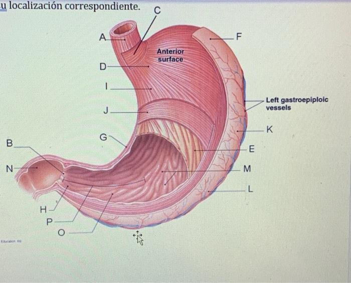 Solved PAIR: greater curvature, fundus, pylorus, esophagus, | Chegg.com