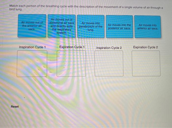 Solved Match each portion of the breathing cycle with the | Chegg.com