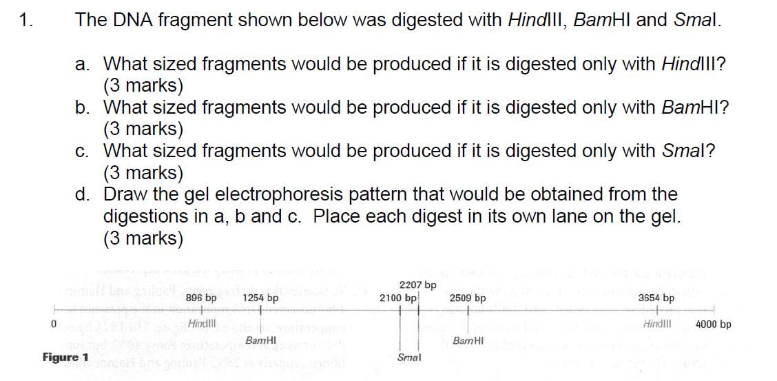 Solved The DNA fragment shown below was digested with | Chegg.com