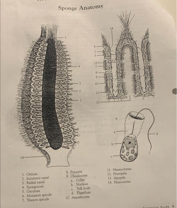 Solved Sponge Anatomy 2 3 12 7 В 9 3 10 2 11 13 d Am 14 11. | Chegg.com