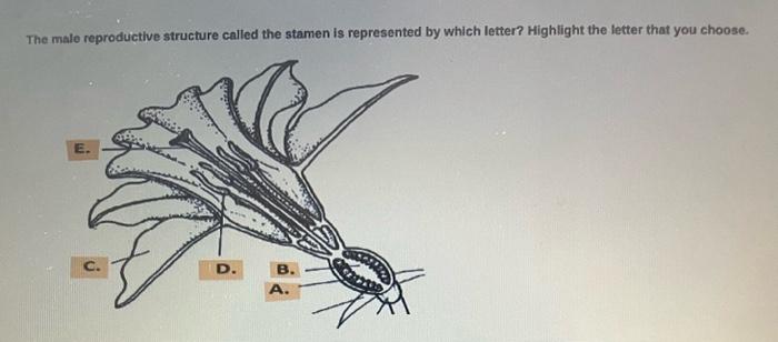 Solved The male reproductive structure called the stamen is | Chegg.com