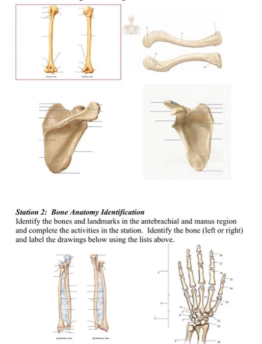 Solved V Station 2: Bone Anatomy Identification Identify the | Chegg.com