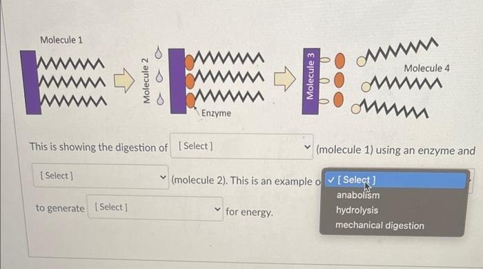 Solved Molecule 1 [Select] Molecule 2 to generate [Select] | Chegg.com