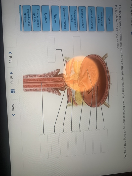 Solved Jinary syste Identify the ureter, urethra, and | Chegg.com