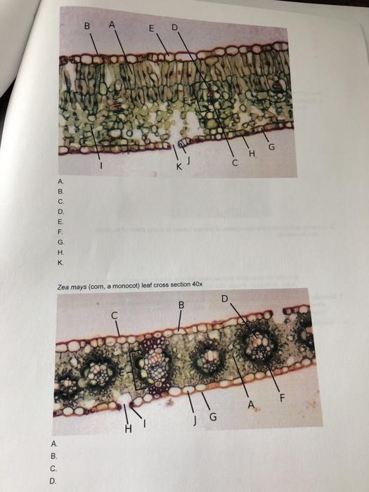 Solved PLANT ANATOMY I. Microanatomy of the three basic | Chegg.com