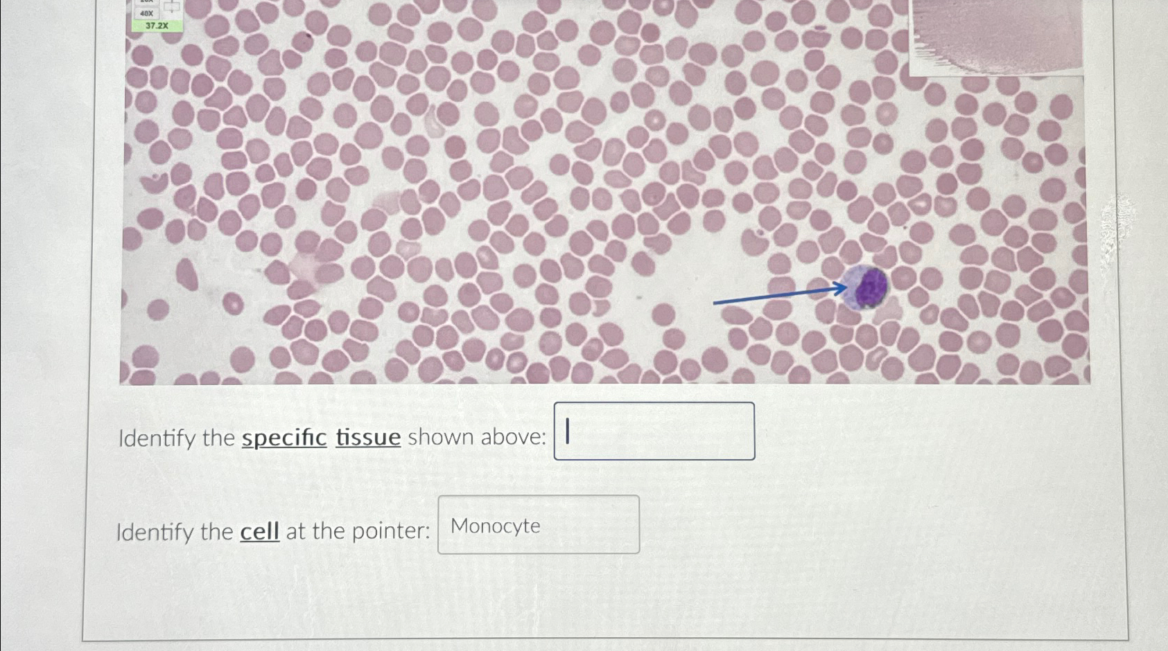 Solved Identify the specific tissue shown above:Identify the | Chegg.com