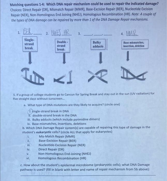 Solved Matching questions 1-4: Which DNA repair mechanism | Chegg.com