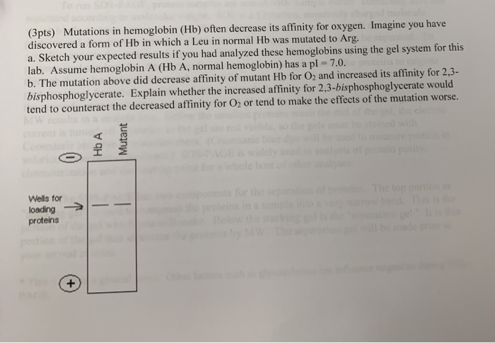 Solved (3pts) Mutations in hemoglobin (Hb) often decrease | Chegg.com