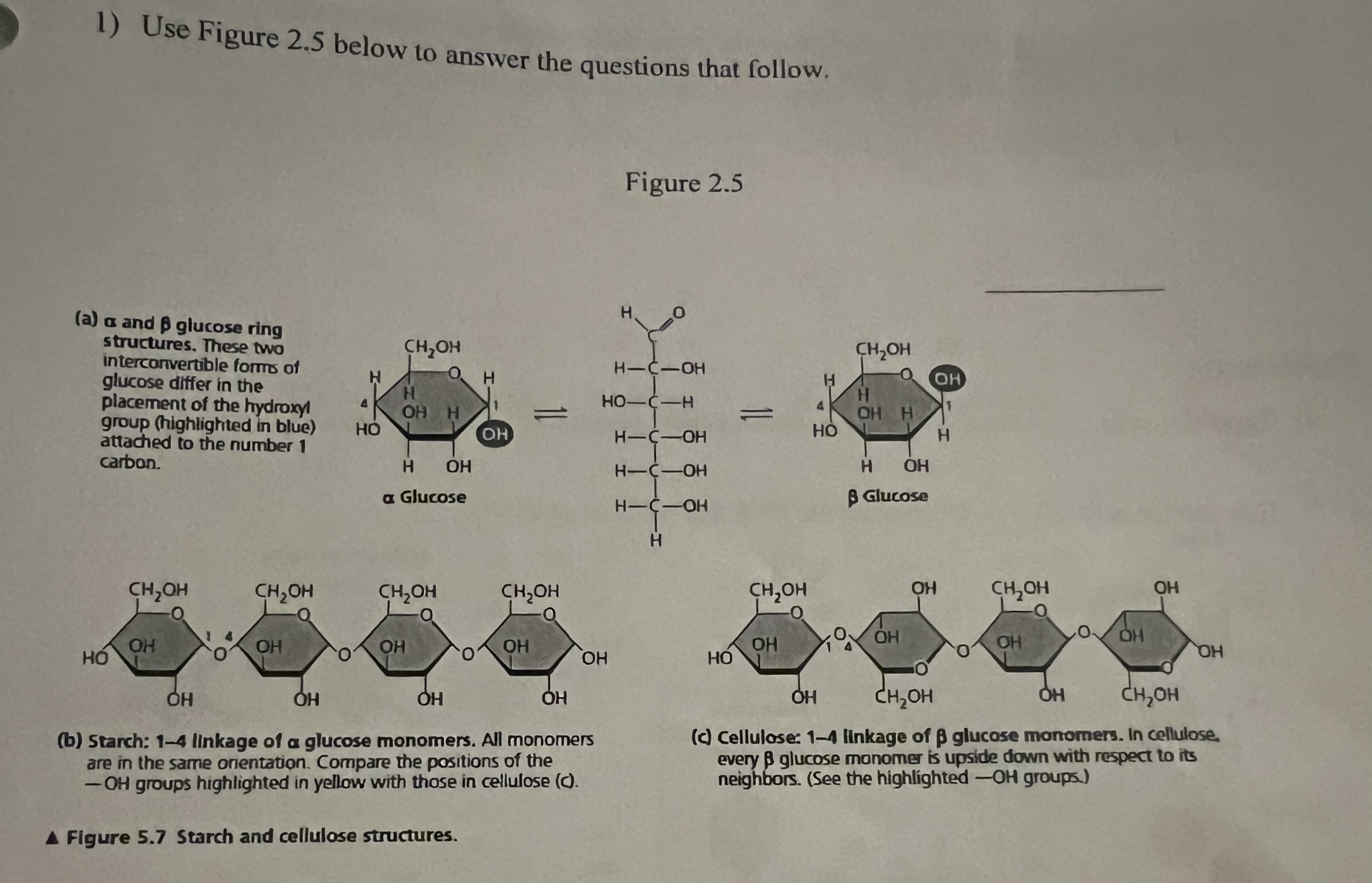 Solved Describe how the properties of phospholipids make | Chegg.com