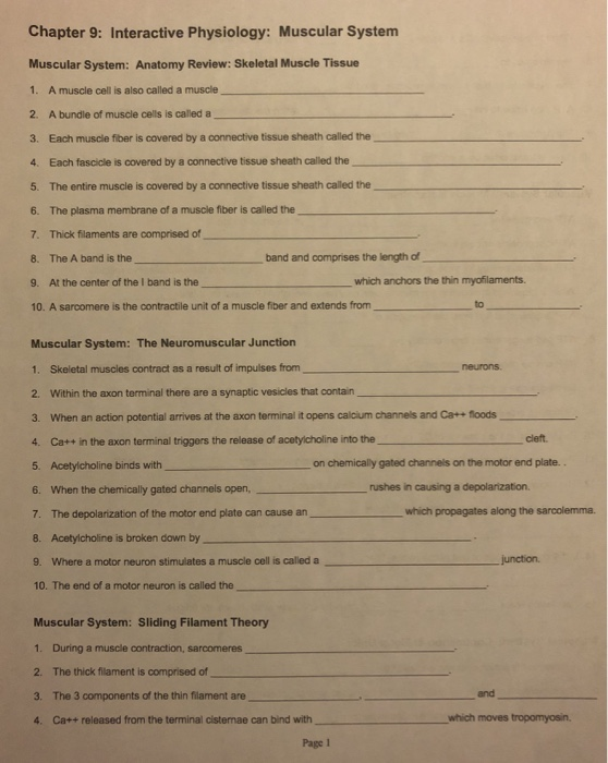 Solved Chapter 9 Interactive Physiology Muscular System Chegg