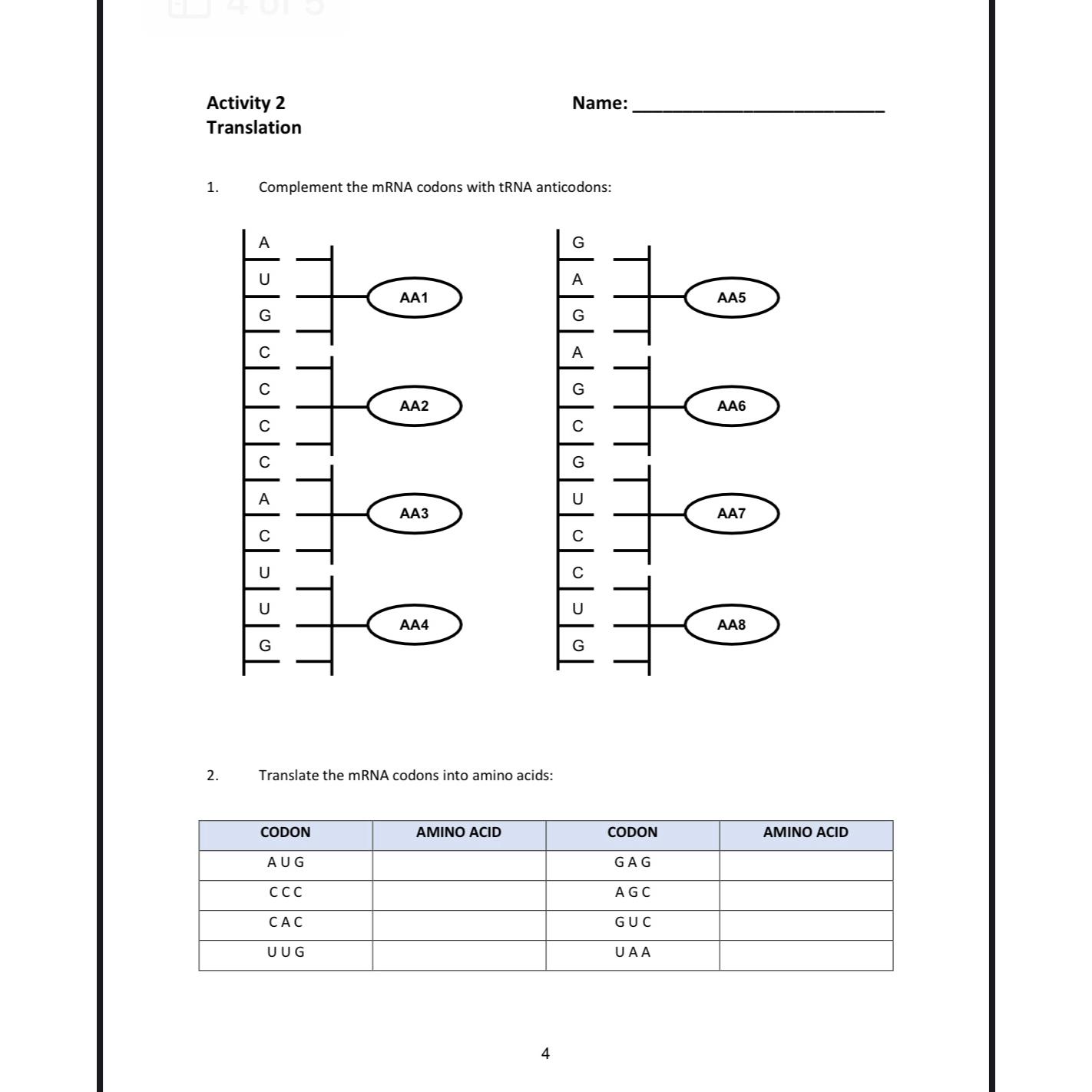 Solved Activity 2Name:TranslationComplement the mRNA codons | Chegg.com