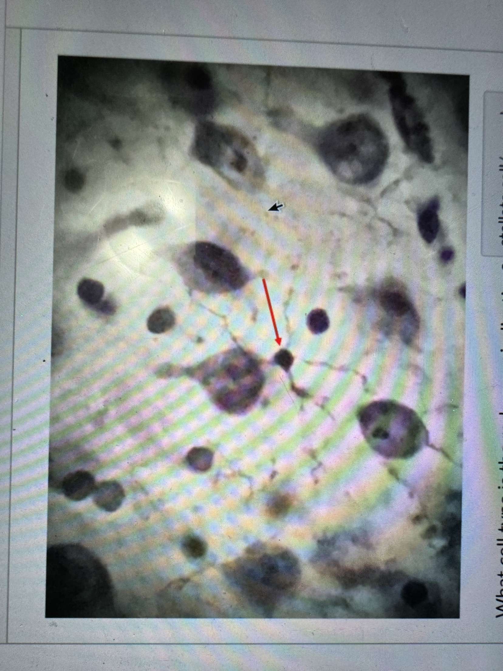 Solved identify what the arrow is pointing to. ﻿I think this | Chegg.com