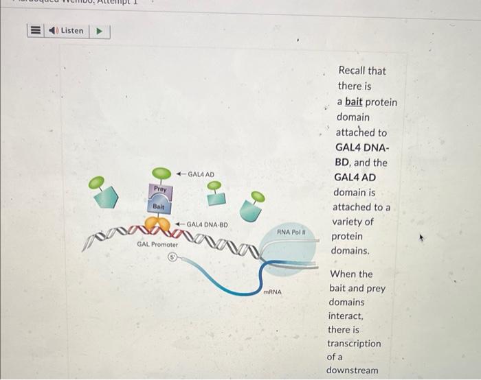 Solved Two of these reporter genes express genes in the | Chegg.com