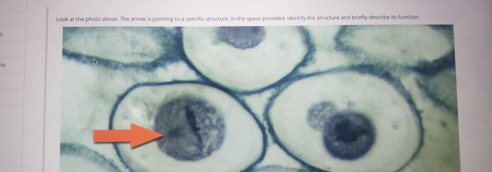 Solved Look at the photo above. The arrow is pointing to a | Chegg.com