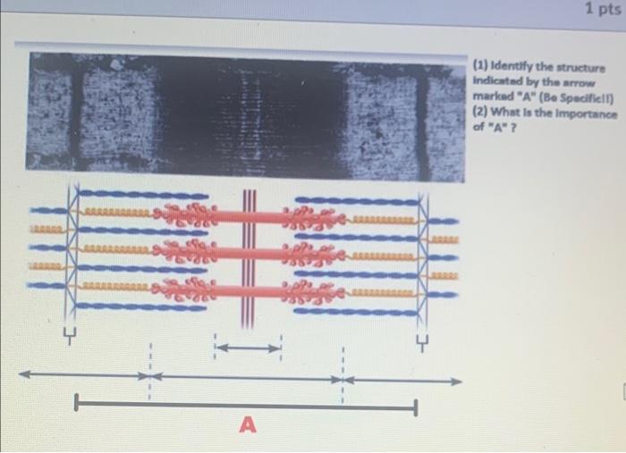 Solved (1) Identify the structure indicated by the arrow | Chegg.com