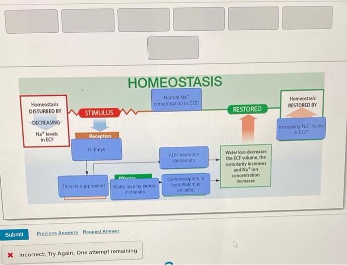 Solved HOMEOSTASIS Homeostasis DISTURBED BY Normal Na | Chegg.com