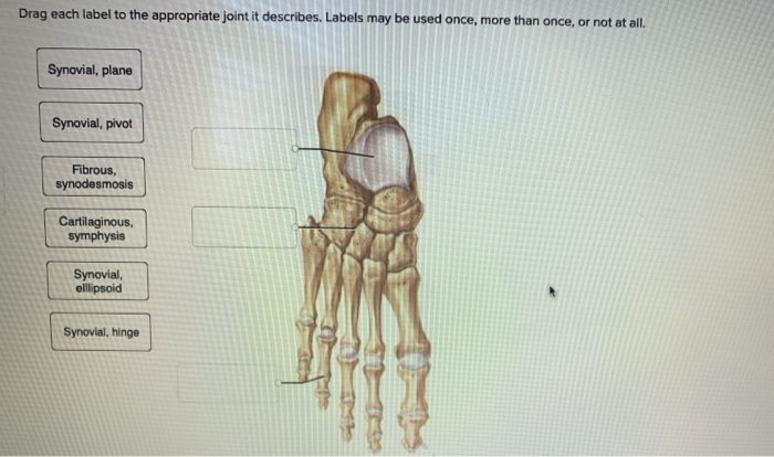 Drag each label to the appropriate joint it | Chegg.com