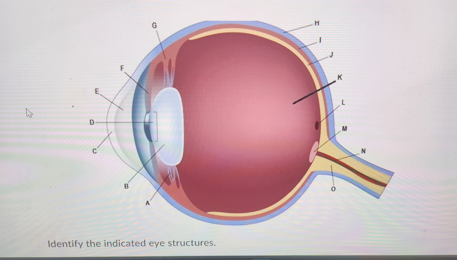 Solved Identify the indicated eye | Chegg.com