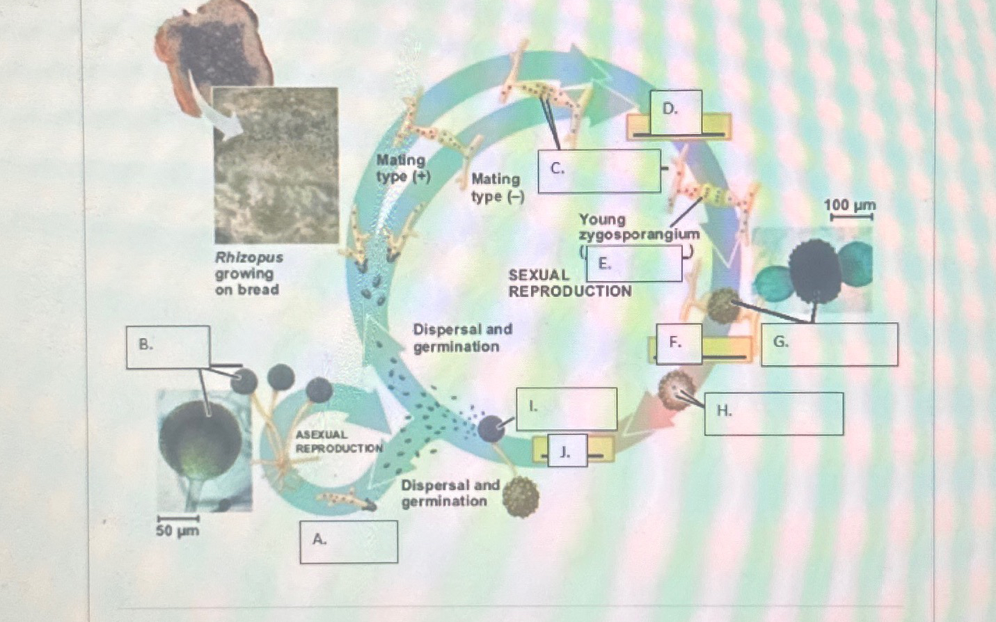 Solved Zygomycetesrhizopus Life Cycle