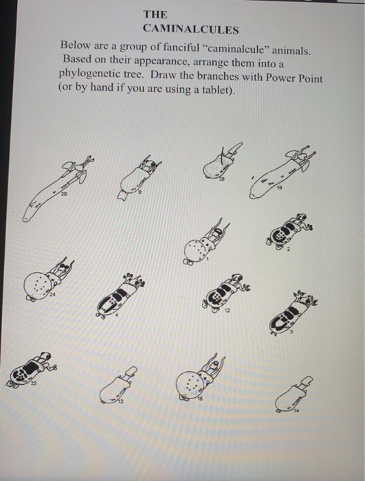 Solved THE CAMINALCULES Below are a group of fanciful | Chegg.com