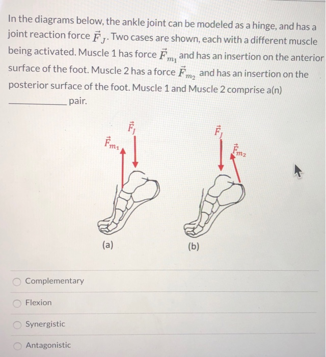 Solved Rank the joints described below in order from the (1) | Chegg.com