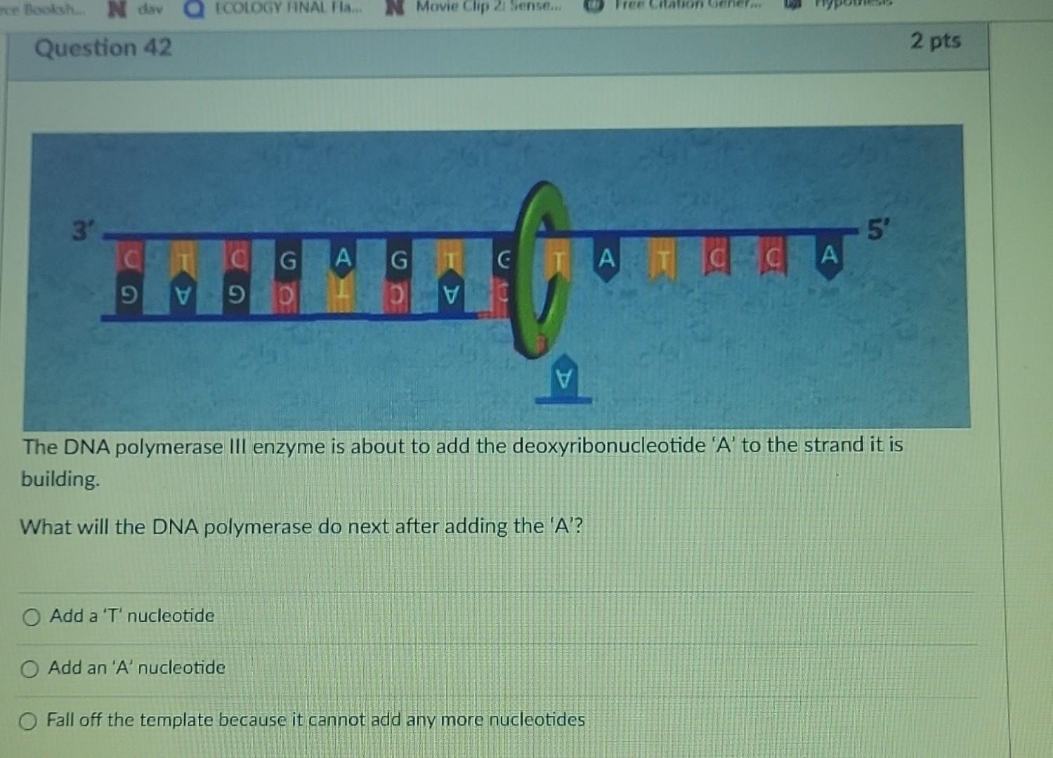 Solved The DNA polymerase III enzyme is about to add the | Chegg.com