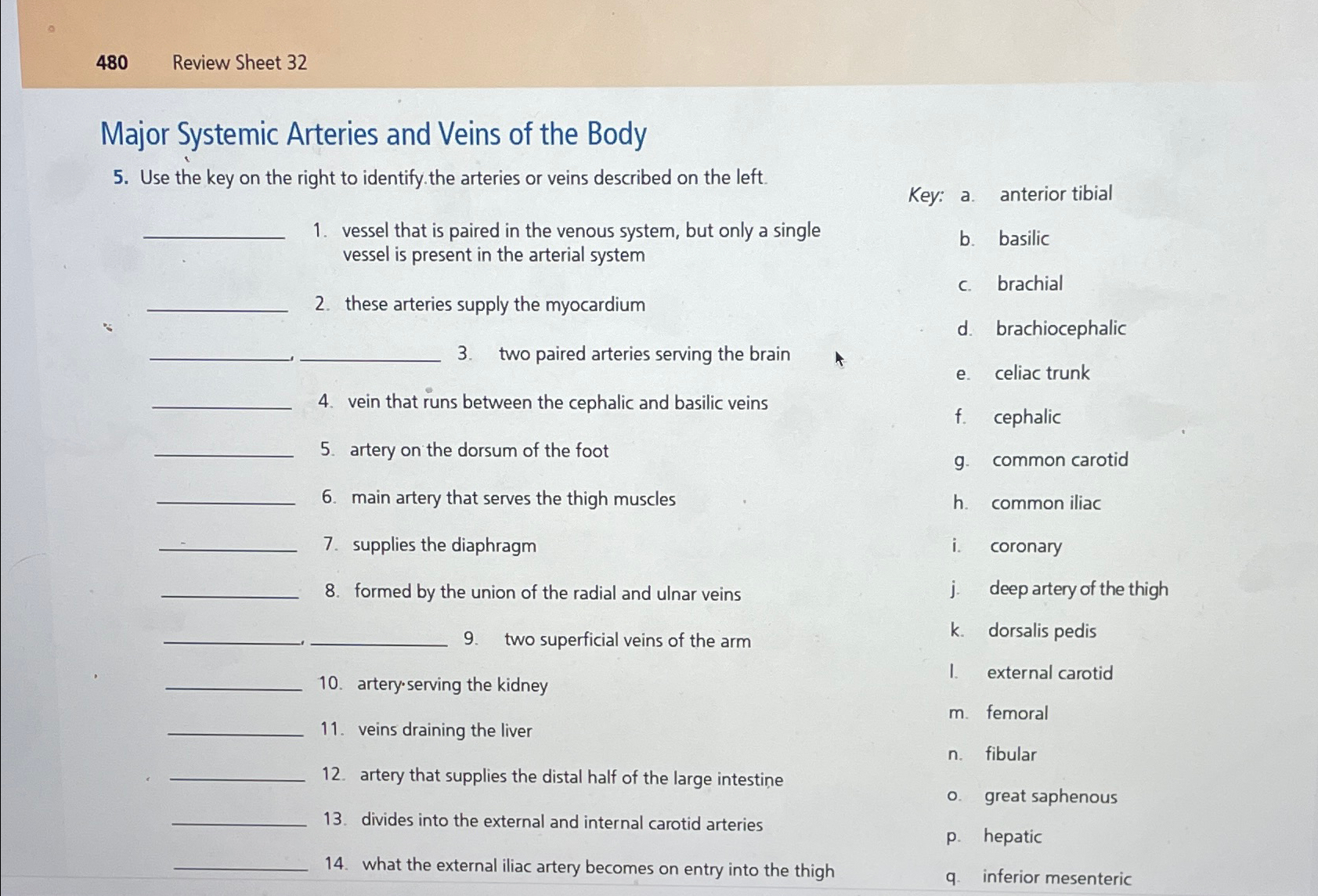 Solved 480Review Sheet 32Major Systemic Arteries and Veins | Chegg.com