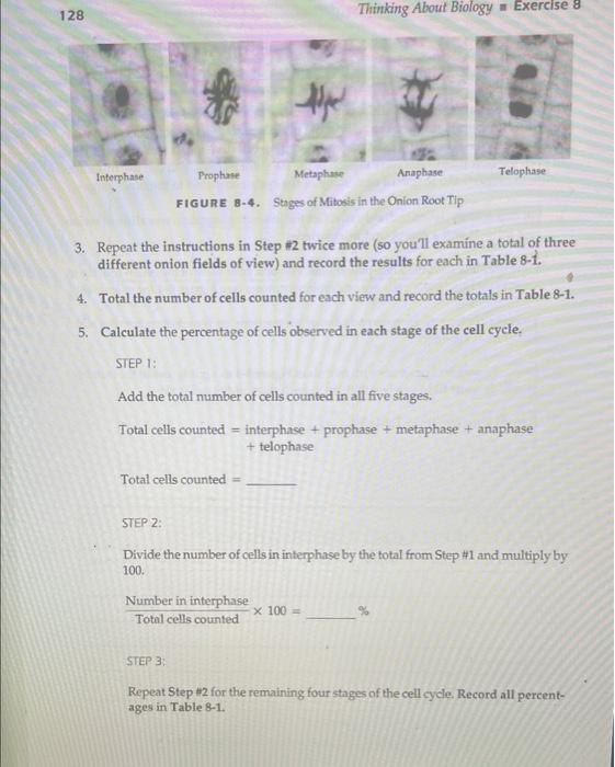 Solved FIGURE B-4. Stages of Mitosis in the Onion Root Tip | Chegg.com