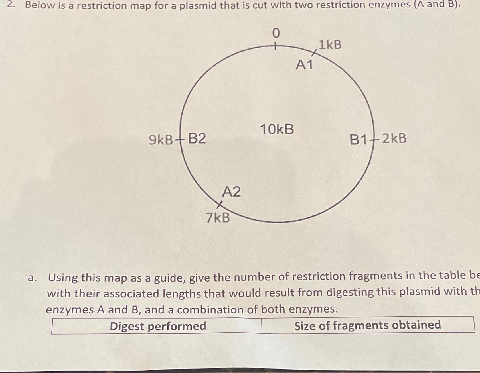 Solved Below is a restriction map for a plasmid that is cut | Chegg.com