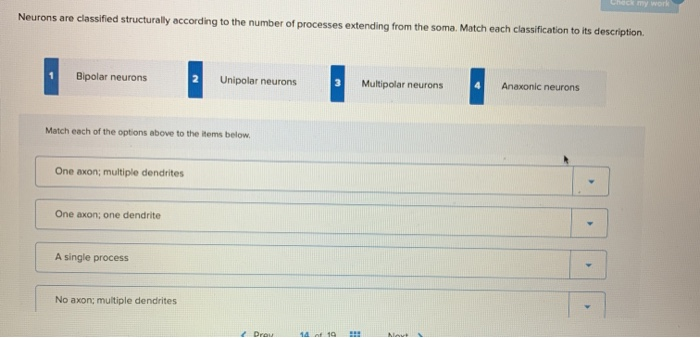 Solved Neurons are classified structurally according to the | Chegg.com