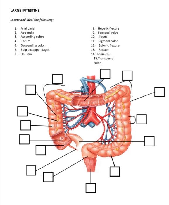 Solved LARGE INTESTINE Locate and label the following: 1. | Chegg.com