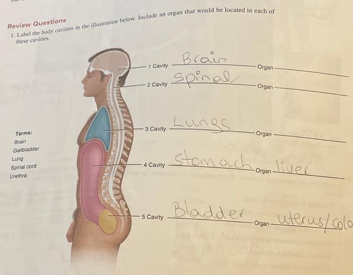 Solved Review Questions 1. Label the body cavities in the | Chegg.com