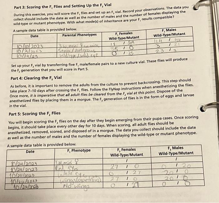 Solved Part 3: Scoring the F1 Flies and Setting Up the F2 | Chegg.com