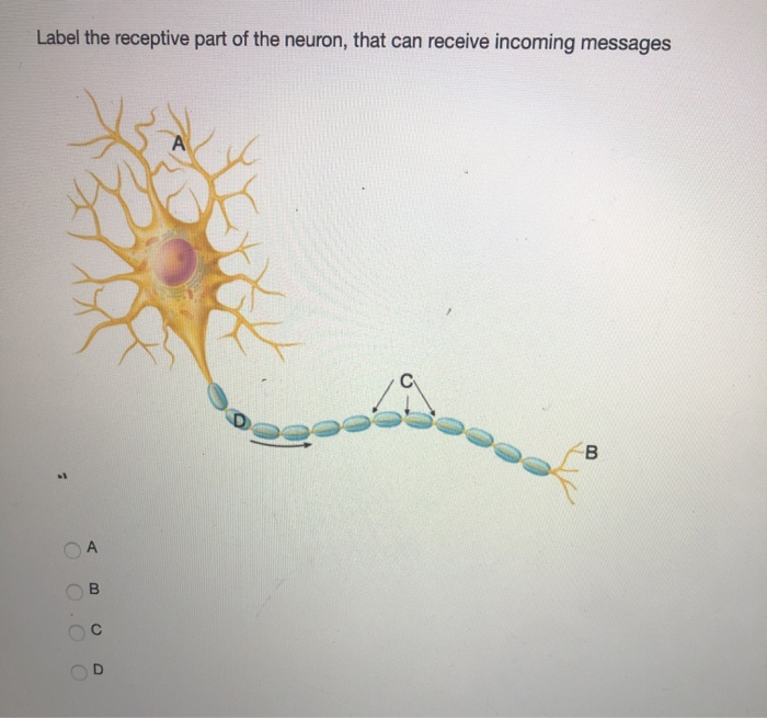 Solved Label the receptive part of the neuron, that can | Chegg.com