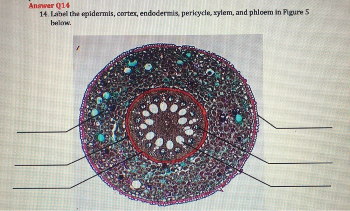 Solved 8. Label the root hairs, epidermis, cortex, and | Chegg.com