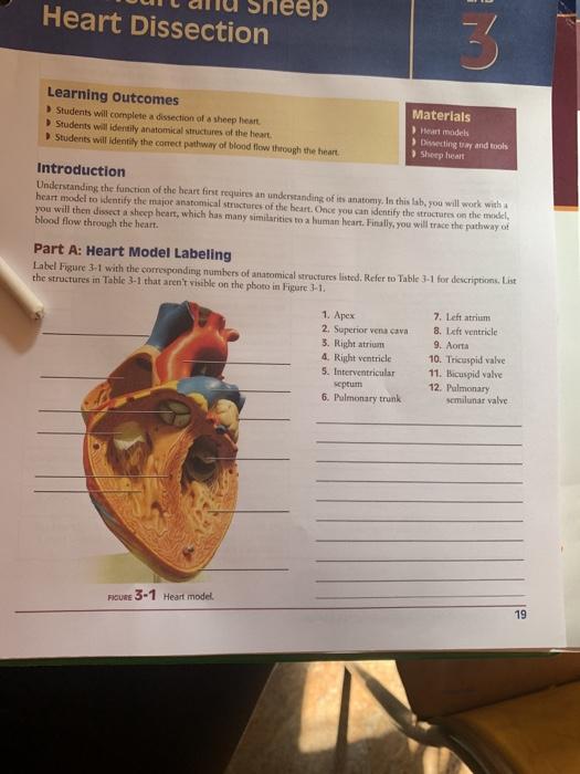 Solved Heart Dissection Sheep 3 Learning Outcomes Students | Chegg.com