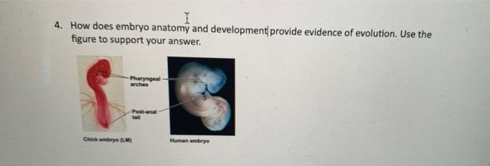 Solved 2. Compare and contrast homologies and analogies. Use | Chegg.com