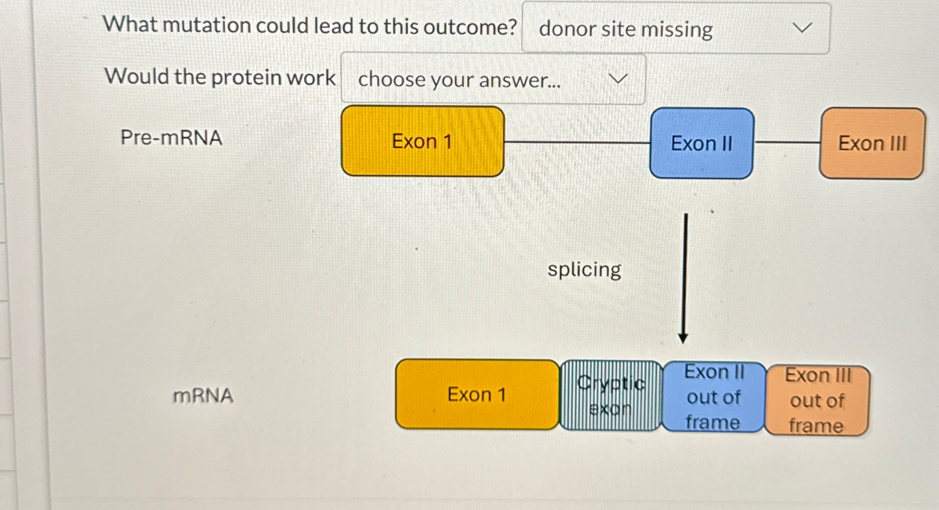 Solved What mutation could lead to this outcome? donor site | Chegg.com