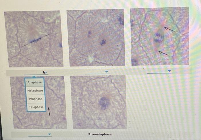 Solved The following five images were taken under a light | Chegg.com